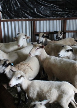 Fiji-bred sheep sent to Samoa and Tonga
