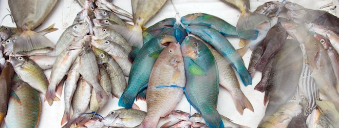 More people may be behind alleged stealing of fish products-Fishing Company