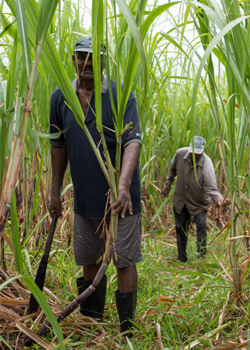 Corrections officers and inmates to help needy farmers harvest sugar cane