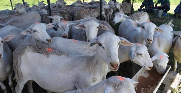 Genetically improved sheep to help with local production - Minister Reddy