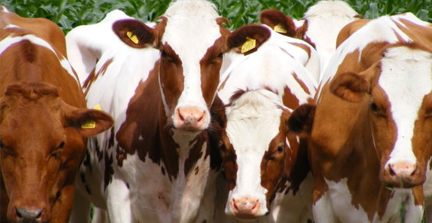 Fiji Dairy Limited confirms shortage of milk supply from local farmers