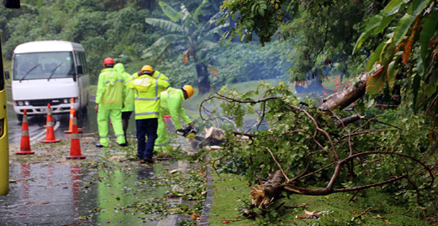 Fallen tree along Edinburgh Drive