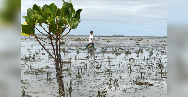 Fiji Airways staff plant 2,000 mangrove plants along My Suva Park foreshore
