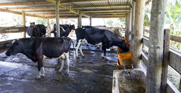 Fiji Cooperative Dairy Company Limited trying to increase local milk ...