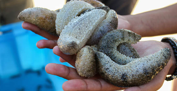 Nationwide assessment of beach-de-mer to be conducted by Fisheries