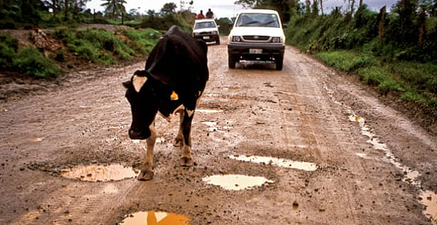 Animals captured under Ministry of Agriculture’s Stray Animal Control ...