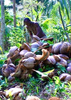 Copra production affected by current dry spell