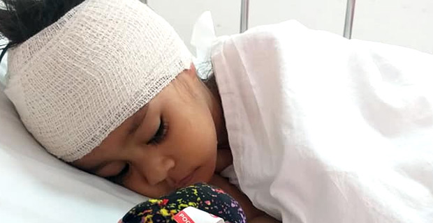 PM makes call to remove dangerous wild dogs from our communities after ...