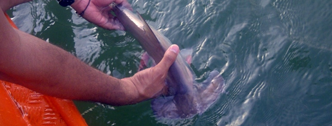 More than 900 endangered Hammerhead sharks tagged in Rewa Delta