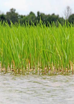Groundbreaking ceremony held for new Rewa Rice Ltd Complex in Dreketi