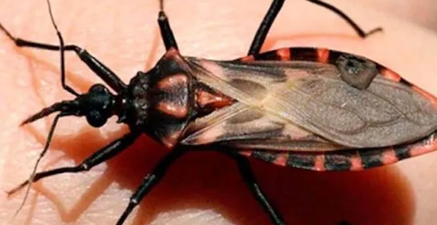 Kissing bug anything but romantic