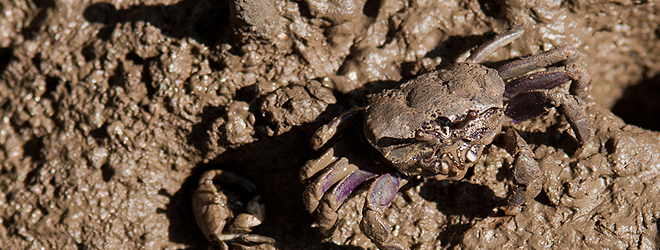 7,000 mud crablets released at Draunibota Bay