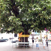 Historic Ivi tree allegedly set alight last night