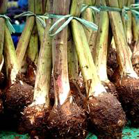 Dalo farmer makes his mark