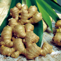 Fiji to become first country to export ginger to Australia