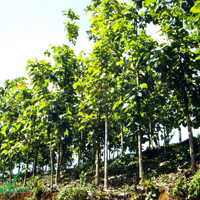 Teak plantations to benefit rural areas
