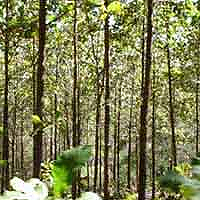 Fiji expected to produce more hardwood