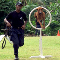 Fiji to provide high level dog training to region