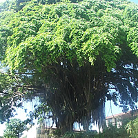 Baka tree will not be removed