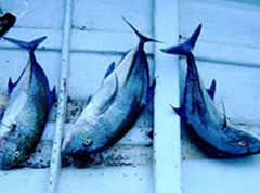 PAFCO expected to get full fish supply from now onwards