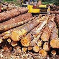 Short supply of mahogany concern logging companies